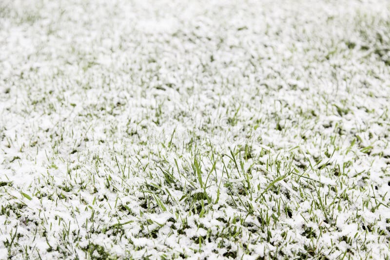 Snow on the grass stock image. Image of grass, green - 93941517