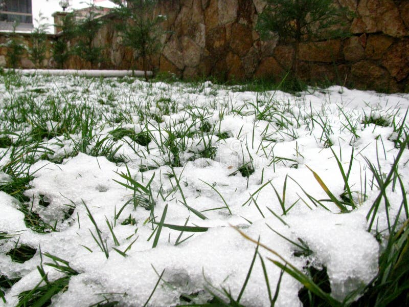 Snow on Grass stock photo. Image of health, cool, snowy - 137111298