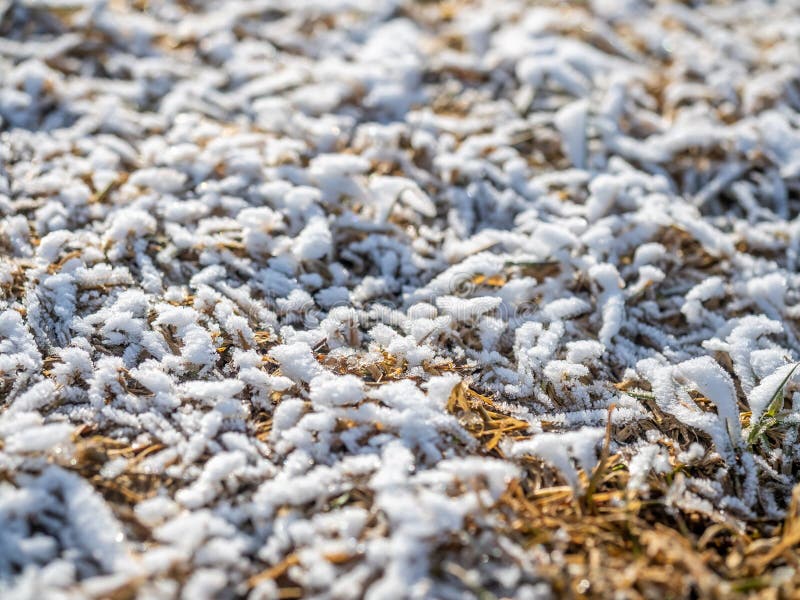 Snow on grass in winter stock image. Image of white - 127994261