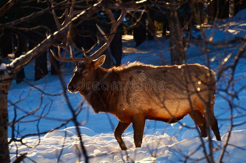 Snow-Grazing Elk stock image. Image of snow, bull, survival - 68718895