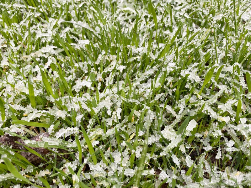 Snow on Green Fresh Spring Grass. Climate and Weather Stock Image ...