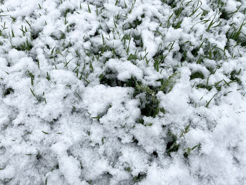 Snow on Green Fresh Spring Grass. Climate and Weather Stock Image ...