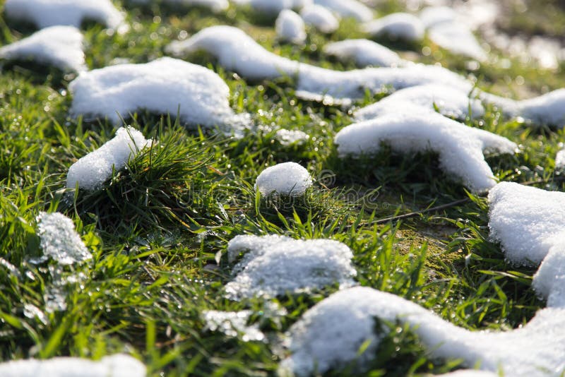 Snow on the Green Grass in Nature Stock Image - Image of closeup ...