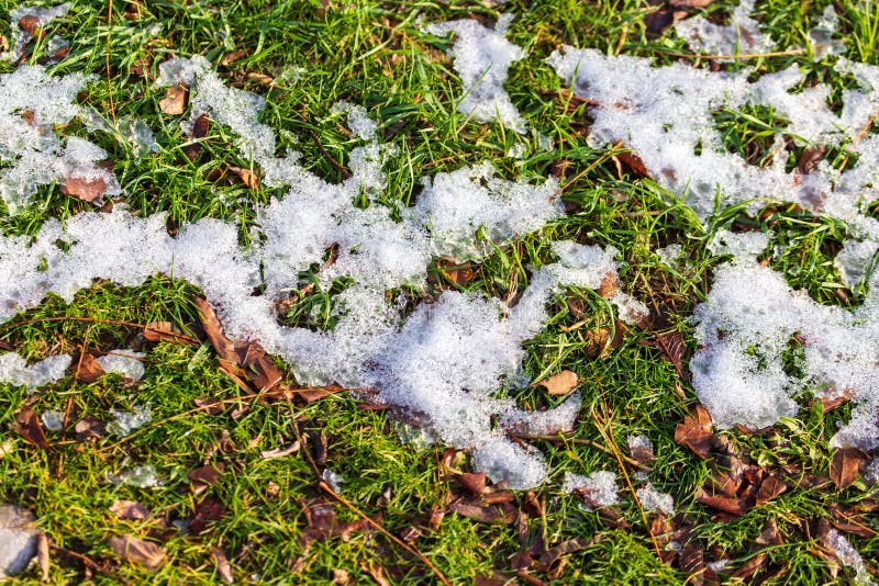 Snow on the Green Grass in Spring Stock Photo - Image of nature, march ...