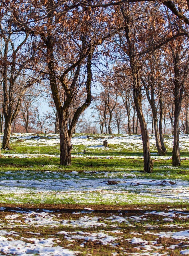 Snow on Green Grass in Spring in the Garden Stock Photo - Image of ...
