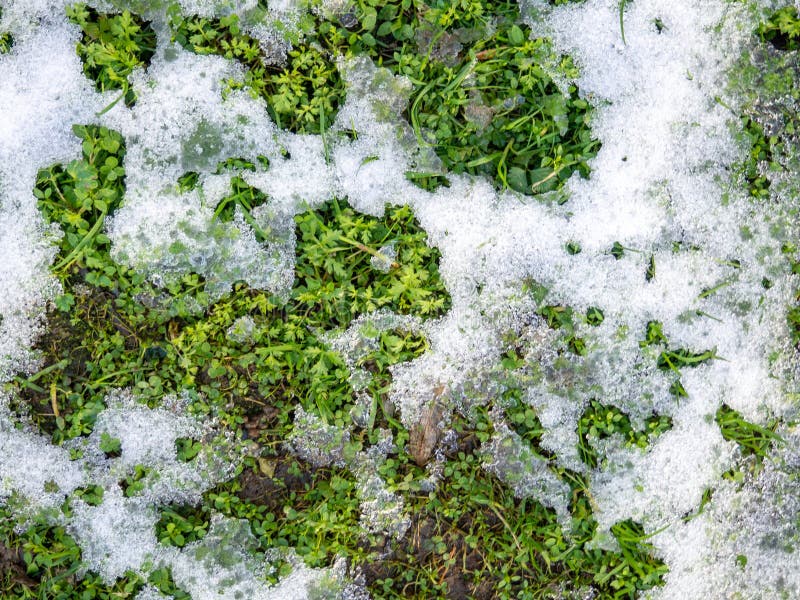 Snow on Green Grass. Winter in the South. Sudden Snowfall Stock Photo ...