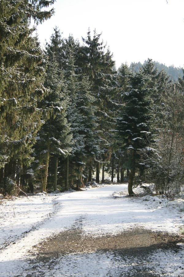 Snow stock image. Image of large, green, trees, snow - 85961595