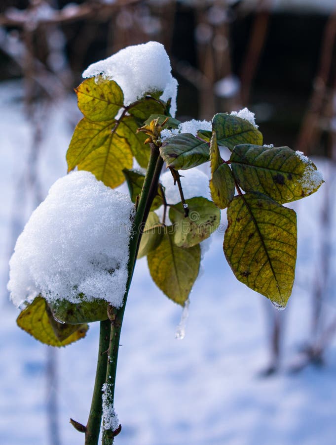 Snow on Green Rose Leaves. Natural Background Stock Photo - Image of ...
