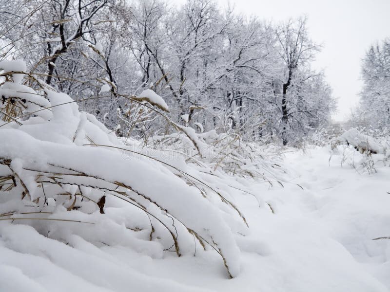Snow ground stock photo. Image of rural, frozen, cold - 3696436