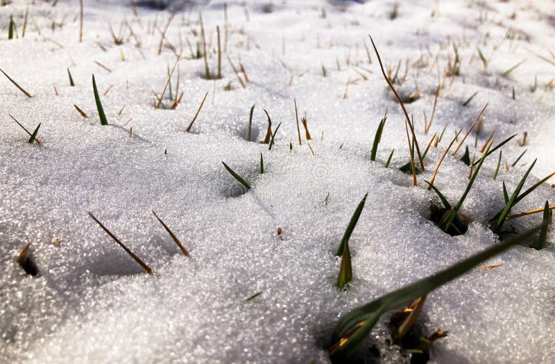 Snow on the Ground with Herbs. Spring Last Snow Stock Photo - Image of ...