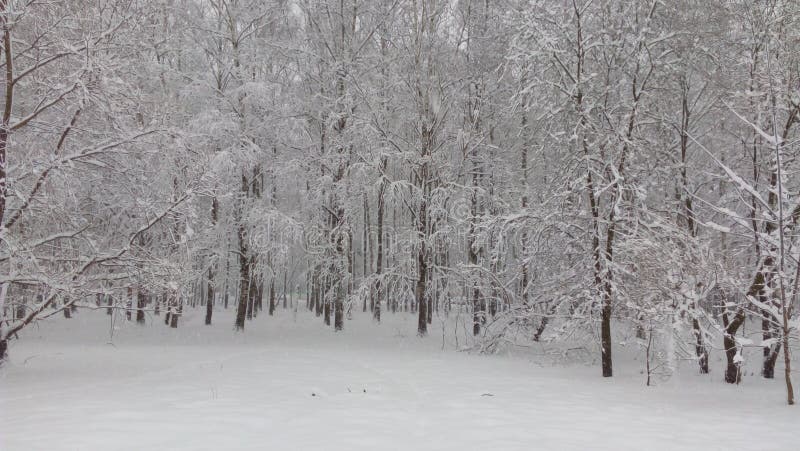 Snow grove stock photo. Image of nature, grove, white - 83170380