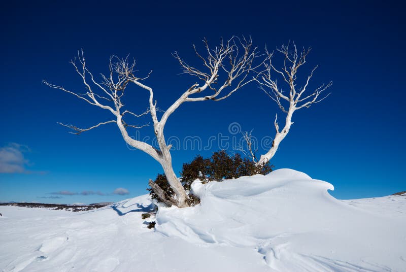 Snow Gum stock photo. Image of regrowth, burnt, burned - 10371678