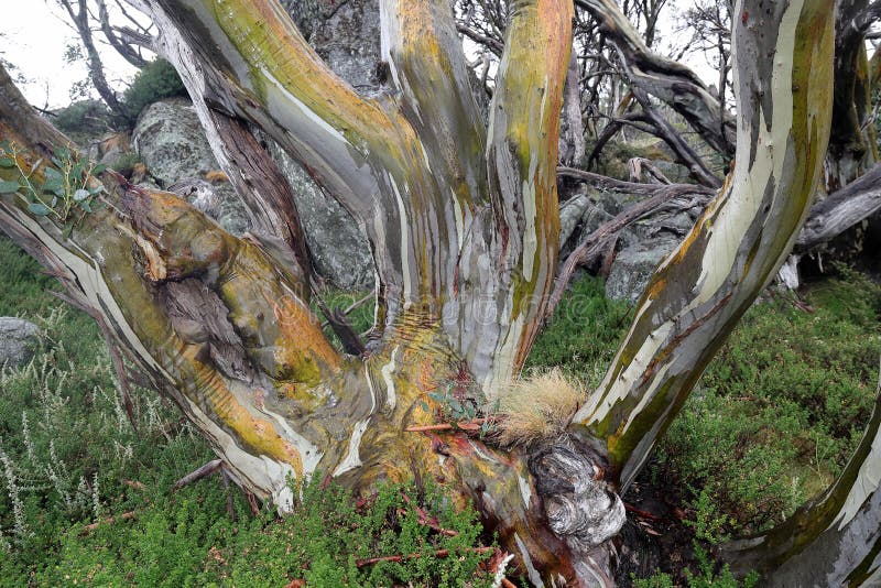 Snow Gum stock photo. Image of nature, alpine, eucalypt - 191650788