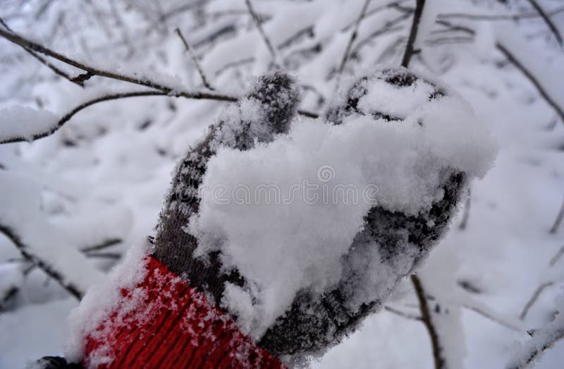 Snow in the Hand Glove Person in Winter Park Stock Photo - Image of ...