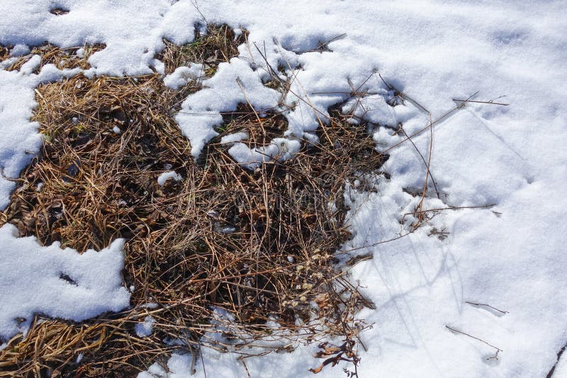The Snow Has Melted. Thawed Patch. Dry Last Year`s Grass Under the Snow ...
