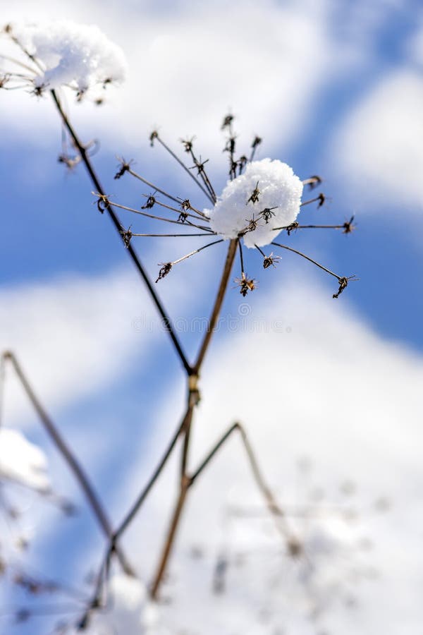 Snow-hat on a Flower with Seeds Stock Photo - Image of seeds, cold ...