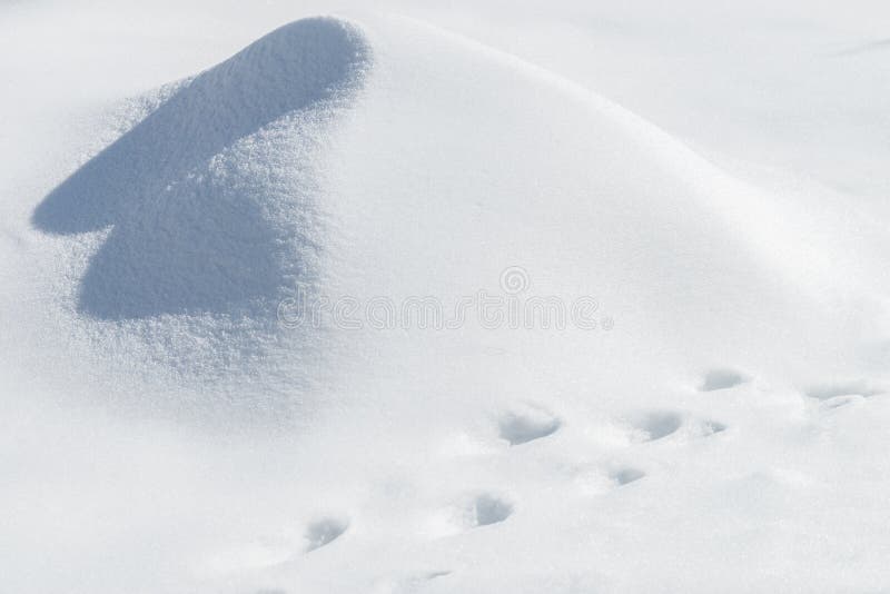 Snow Heap with Animal Tracks on a Cold Winter Day, Germany Stock Image ...