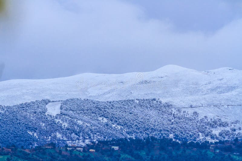 Snow stock photo. Image of plant, cold, rock, covered - 56442090