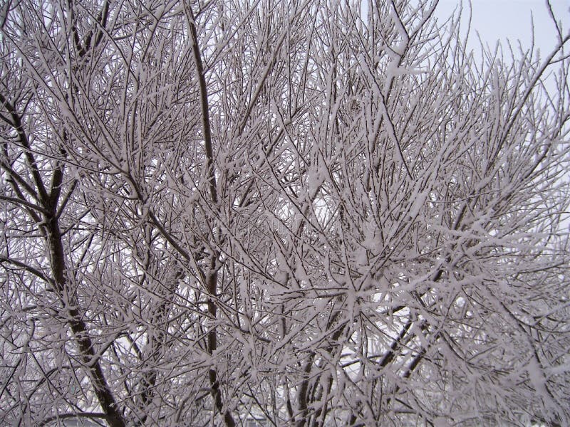 Snow, Hoarfrost, Trees in the Winter in a Hard Frost, a Close Up, a ...