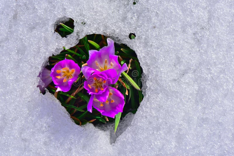 Hello Spring I am Coming ;loading Spring Concept Stock Image - Image of ...