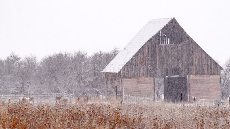 Red Farmers Barn and Horse in Winter with a Mountain Backdrop Stock ...