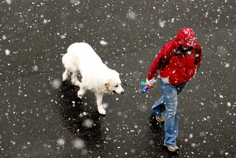 Snow Hound stock image. Image of snowfall, coat, friendship - 12264287