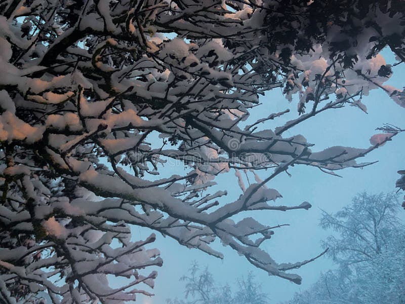 A snow-hung branch stock photo. Image of freeze, natural - 208746838