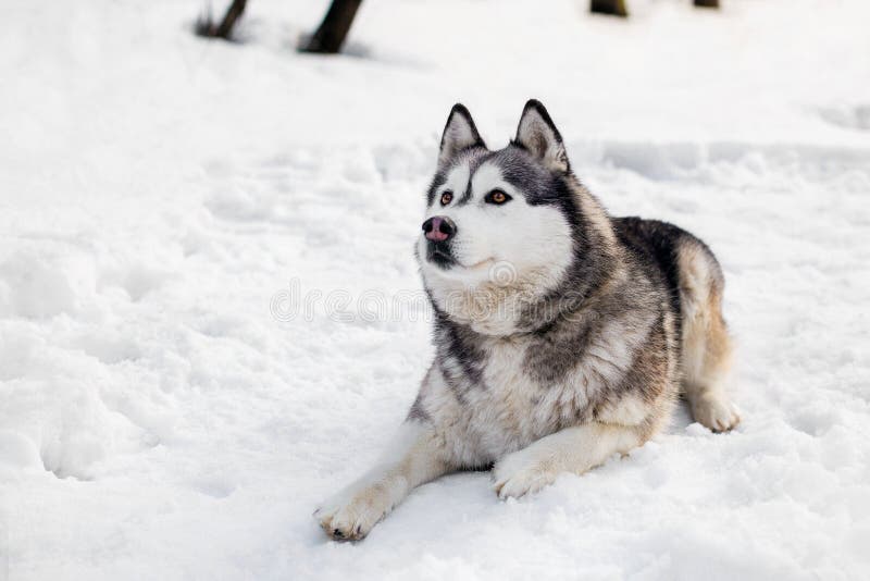 On snow huski is laying stock photo. Image of beauty - 80689616