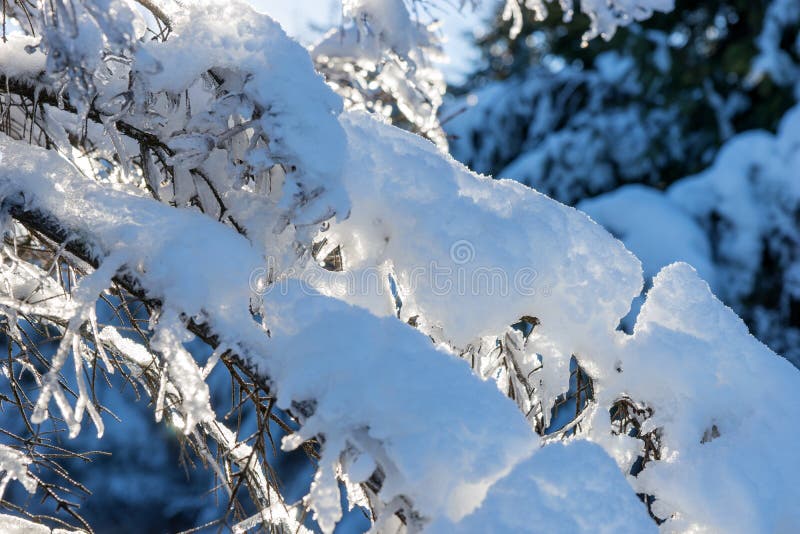 Snow and Ice Covered Fir Trees Stock Image - Image of background ...