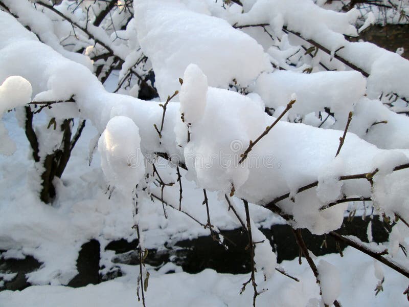Snow and Ice Covered Tree Branch in the Winter Freezing Day Stock Image ...
