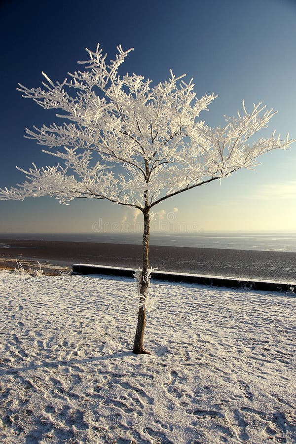 Snow and ice covered tree stock image. Image of branches - 47860833