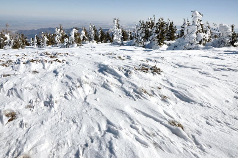 Snow and Ice Covered Trees in the Mountains Stock Photo - Image of ...