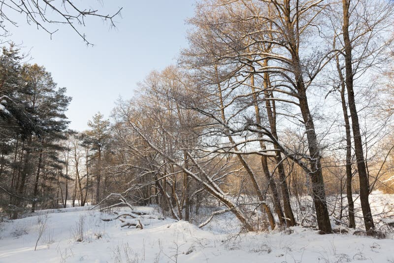 Snow and ice covered trees stock photo. Image of plant - 222980970