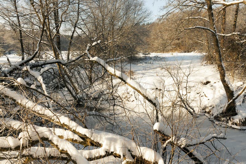 Snow and ice covered trees stock photo. Image of park - 223002312