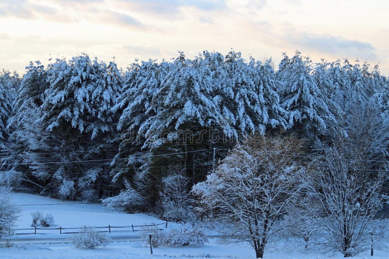 Snow and ice covered trees stock image. Image of branches - 172376513