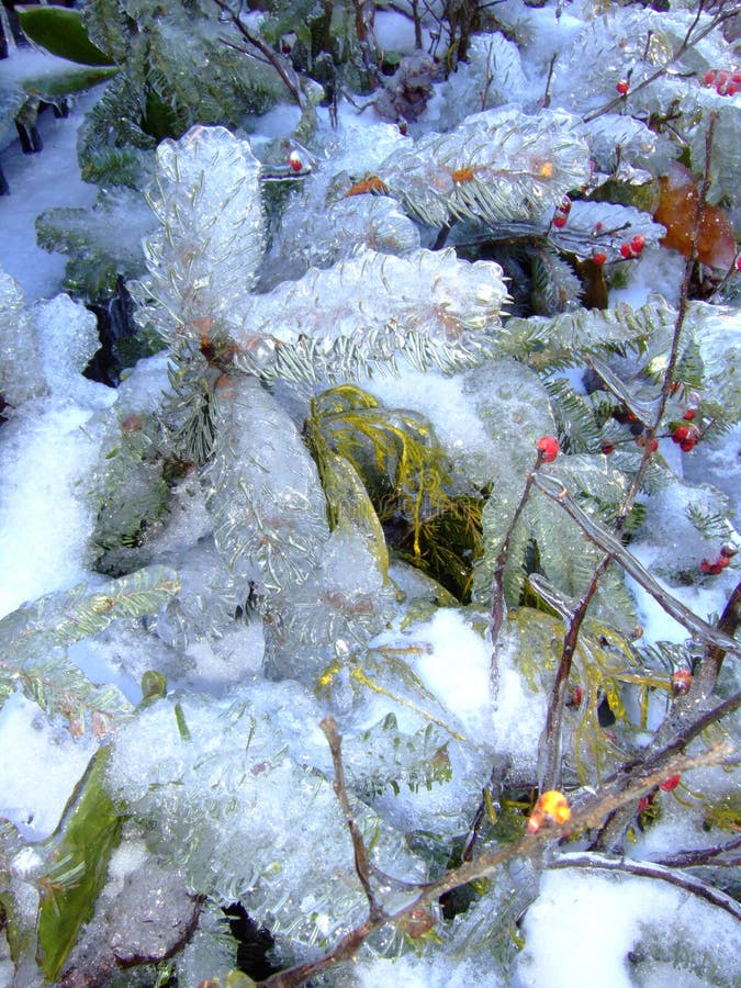 Snow and Ice on Pine Trees with Berries Stock Photo - Image of march ...