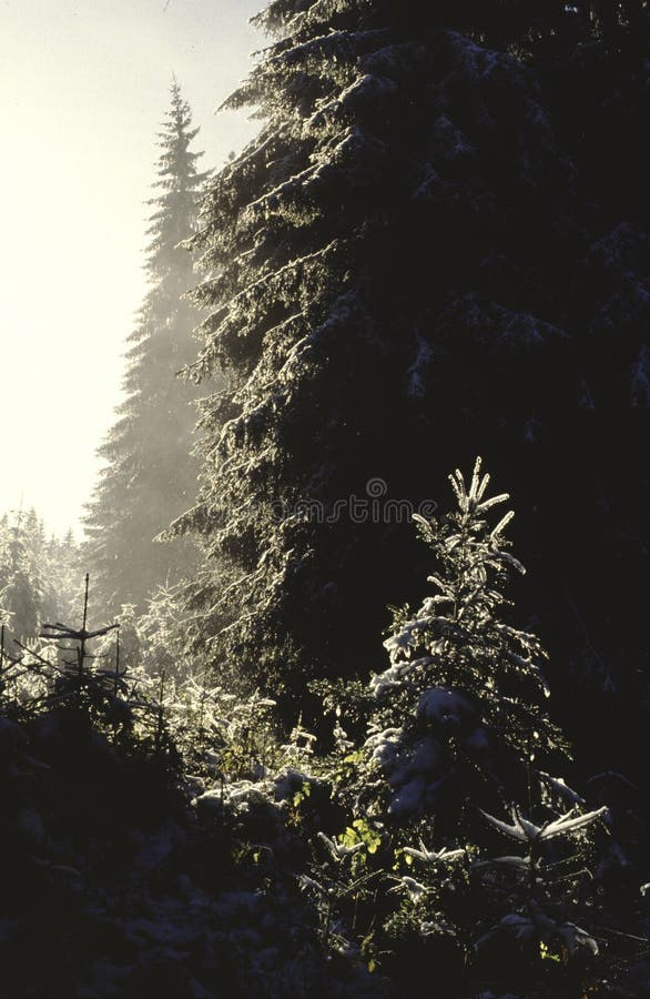 Snow and Ice on Spruce Trees in Black Forest, Germany Stock Image ...