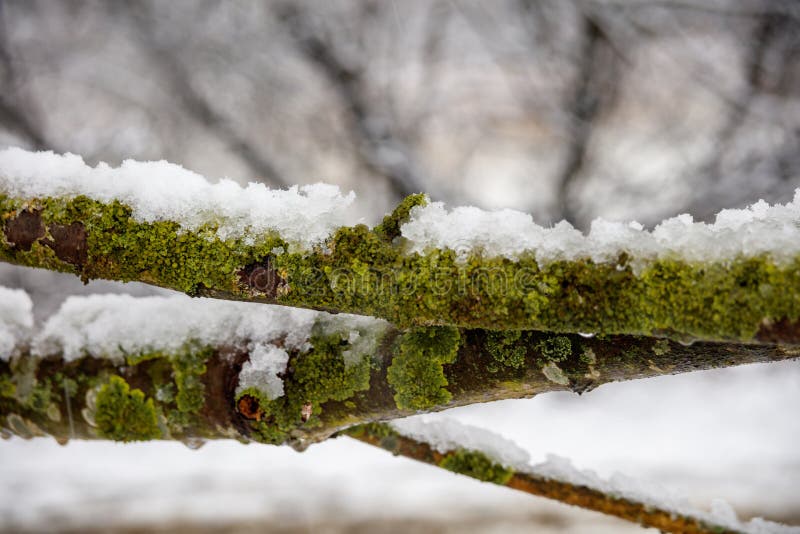 Snow and Ice on Tree Branch Stock Image - Image of outdoor, weather ...