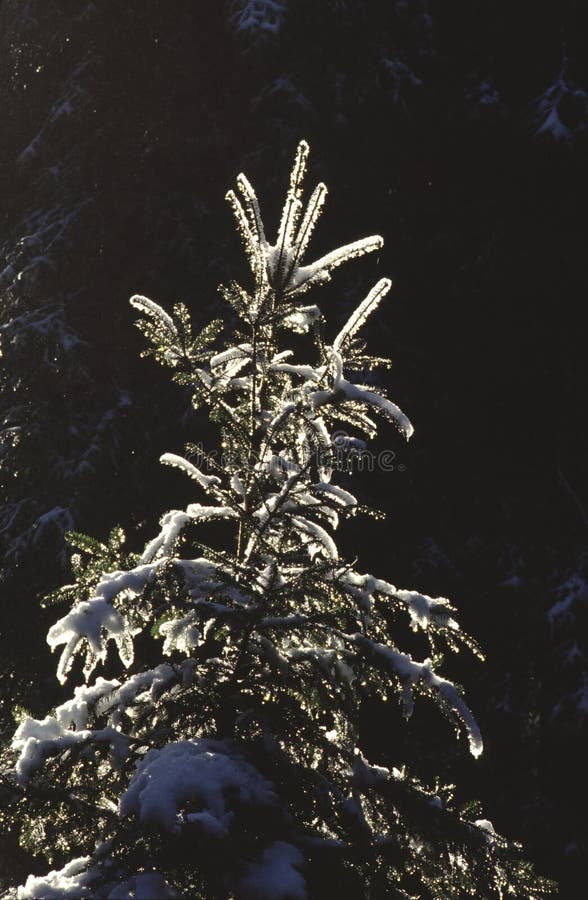 Light Snow and Iceon a Small Spruce Trees in Black Forest, Germany in ...