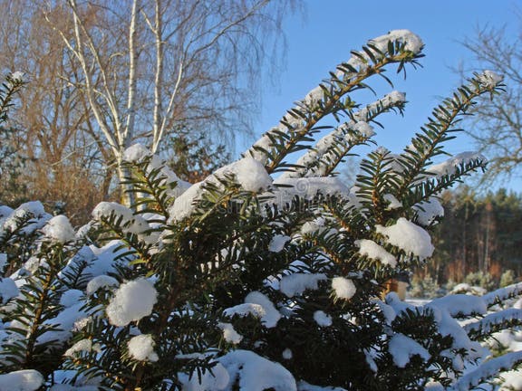 Icy juniper 4 stock photo. Image of season, leaves, cover - 168379826