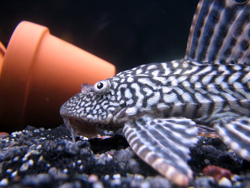 Snow King Pleco stock photo. Image of tank, sucker, rocks - 1948696