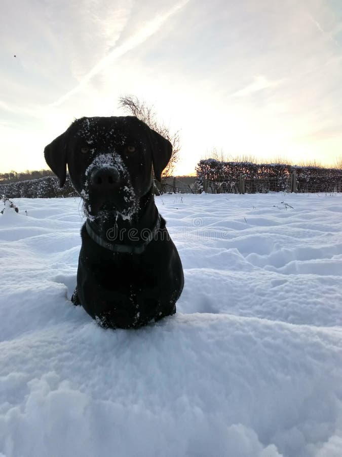 Snow lab stock photo. Image of frost, sunset, landscape - 105768422