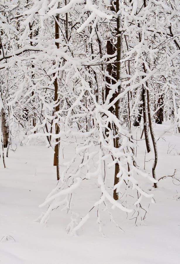 Snow lace stock photo. Image of autumn, cold, forest - 12609074