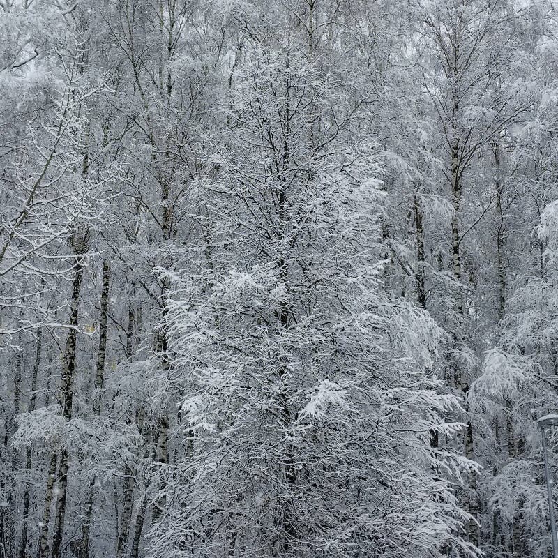 Snow Lace on Branches of Trees Stock Image - Image of country, woods ...