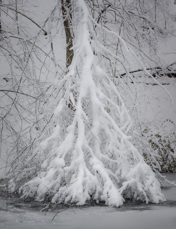 Snow Laden Branch Falling To the Ground Stock Photo - Image of hudson ...