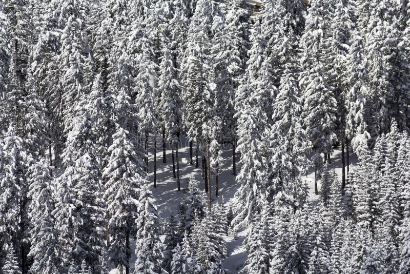 Snow laden conifers stock photo. Image of natural, forest - 39660802
