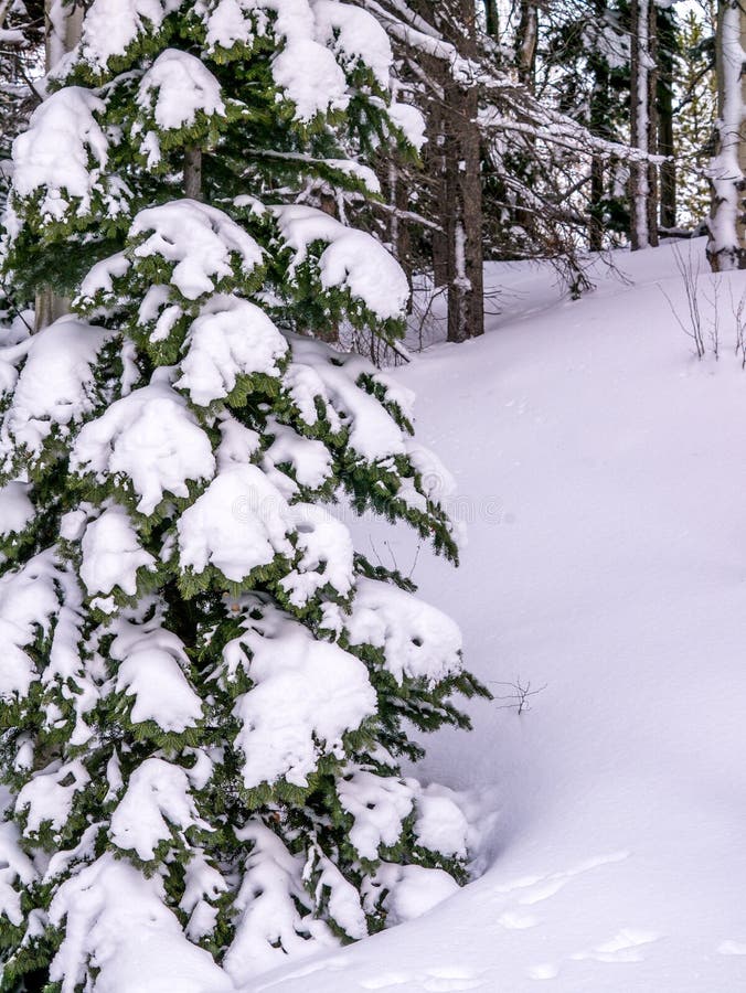 Snow Laden Evergreen Tree with Copy Space Stock Image - Image of winter ...