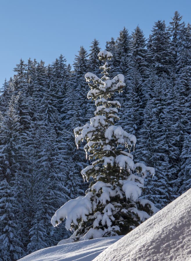Snow laden conifers stock image. Image of pine, conifer - 39660807