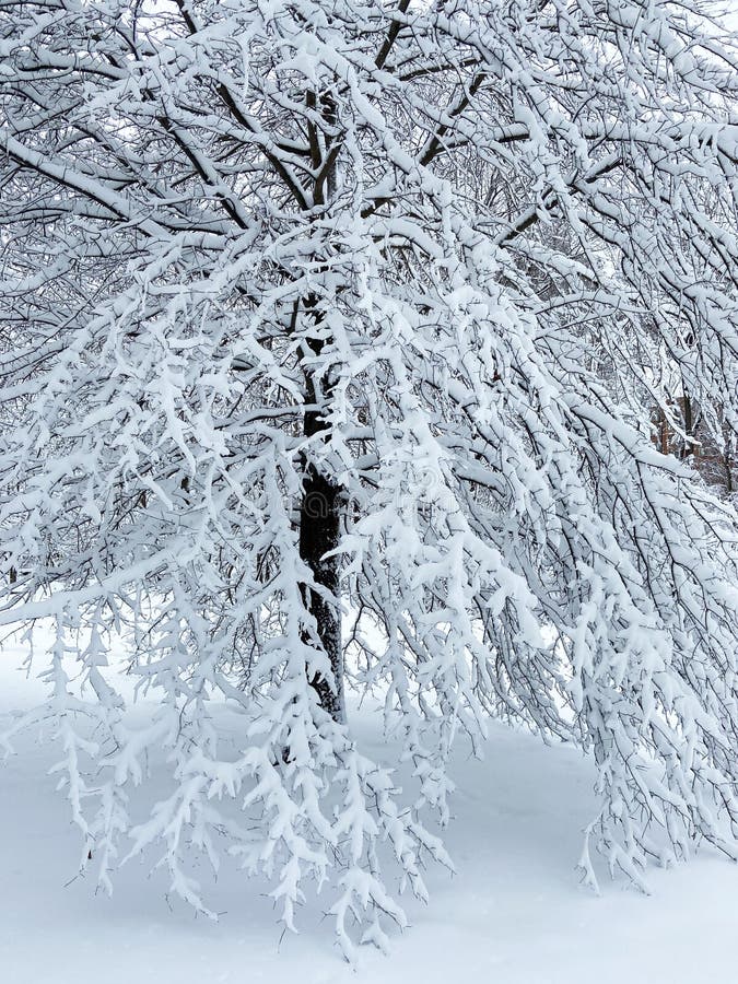 Snow Laden Tree in Winter in January Stock Image - Image of fresh ...