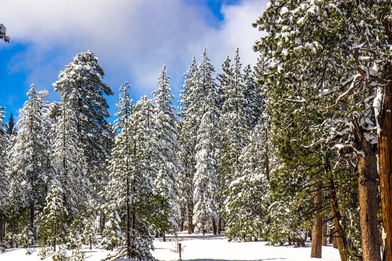 Snow Laden Trees in Mountain Forest Stock Image - Image of blue, caked ...